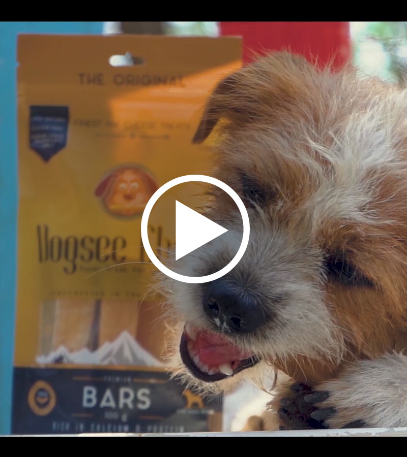 Dental Treats for Small Dogs | Dog Chew Sticks for Puppies: Dogsee