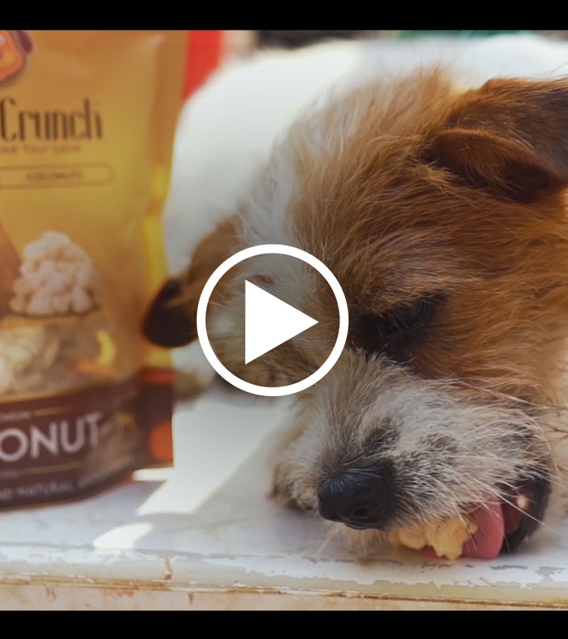 Crunch Coconut Dog Treats | Fat Separated Coconut Treats | Dogsee Chew