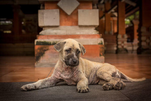 10 Most Common Symptoms Of Worms In Dogs | Dogseechew