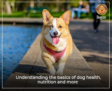 Understanding the Basics of Dog Health, Nutrition and More | Dogseechew