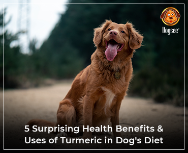 5 Surprising Health Benefits & Uses of Turmeric in Dog's Diet | Dogseechew