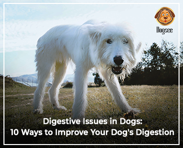 Digestive Issues in Dogs: 10 Ways to Improve Your Dog's Digestion ...