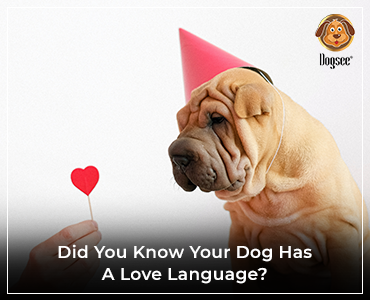 Did you know your dog has a love language? | Dogseechew