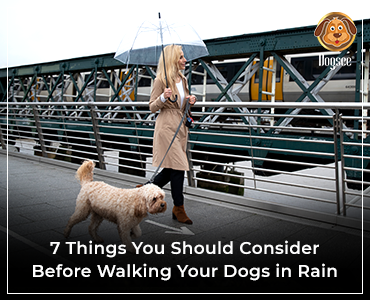 7 Things You Should Consider Before Walking Your Dogs in Rain | Dogseechew