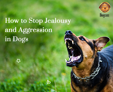 How to Stop Jealousy and Aggression in Dogs | Dogsee